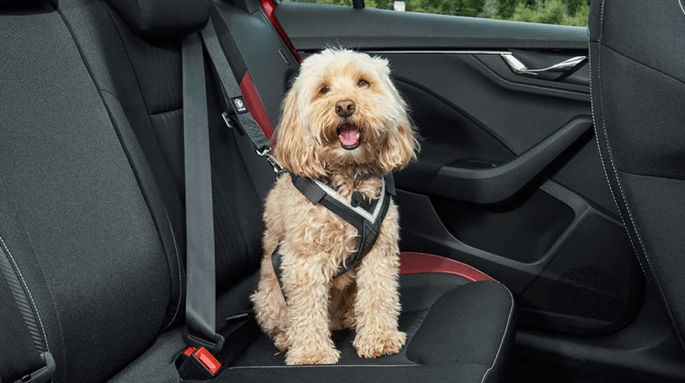 Best Cars for Dog Owners | Pet-Friendly Cars for Every Breed