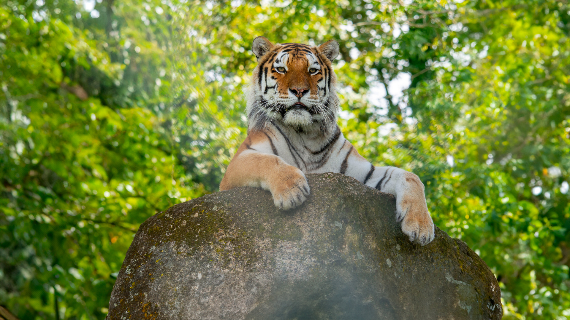 Fathers Day at Dartmoor Zoo | Newton Abbot & Plymouth | Murray Group