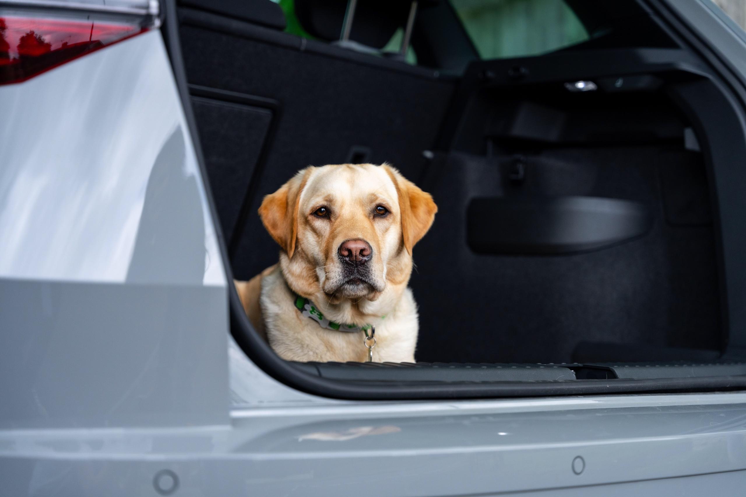 Skoda and Dogs, The Perfect Match | Plymouth | Murray Group
