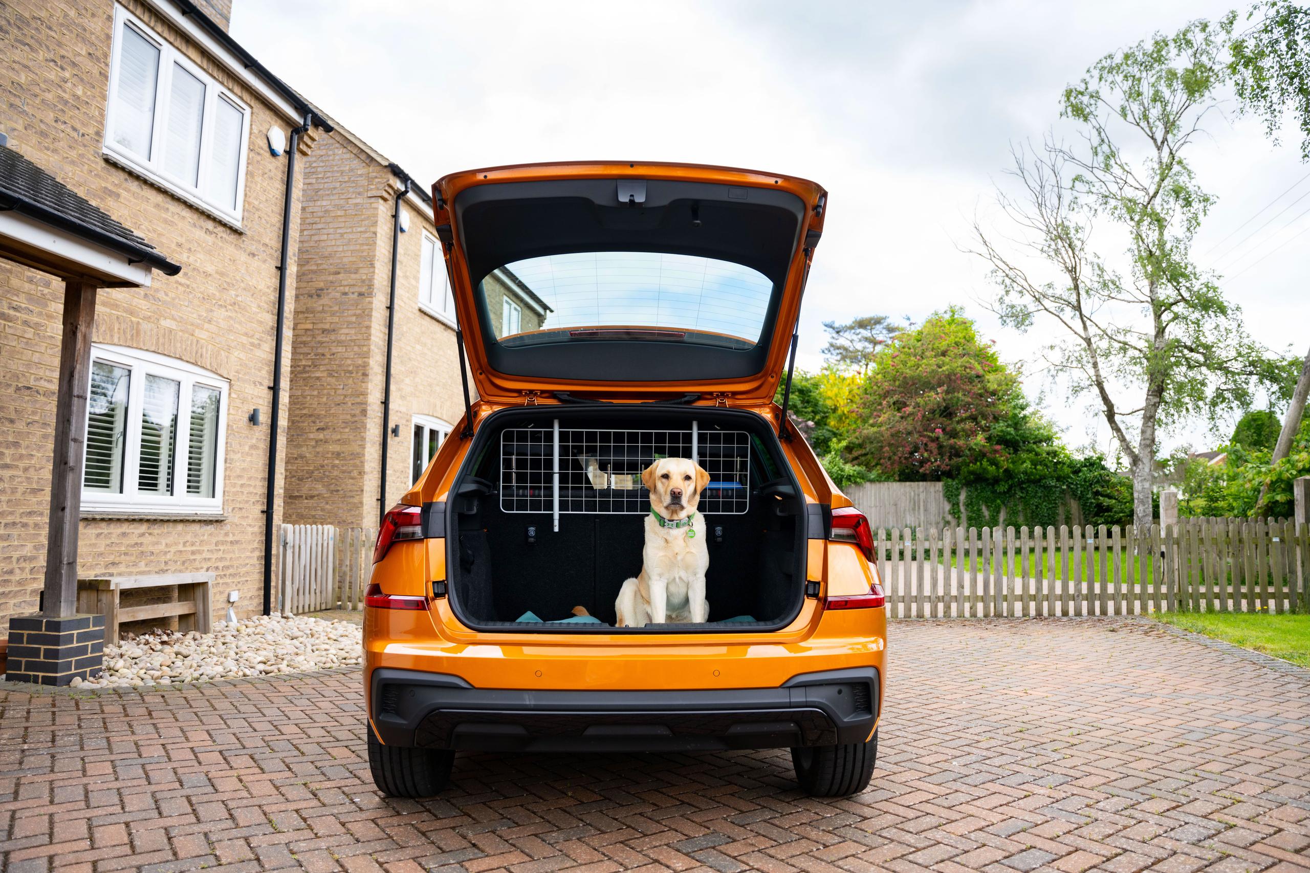 Skoda and Dogs, The Perfect Match | Plymouth | Murray Group